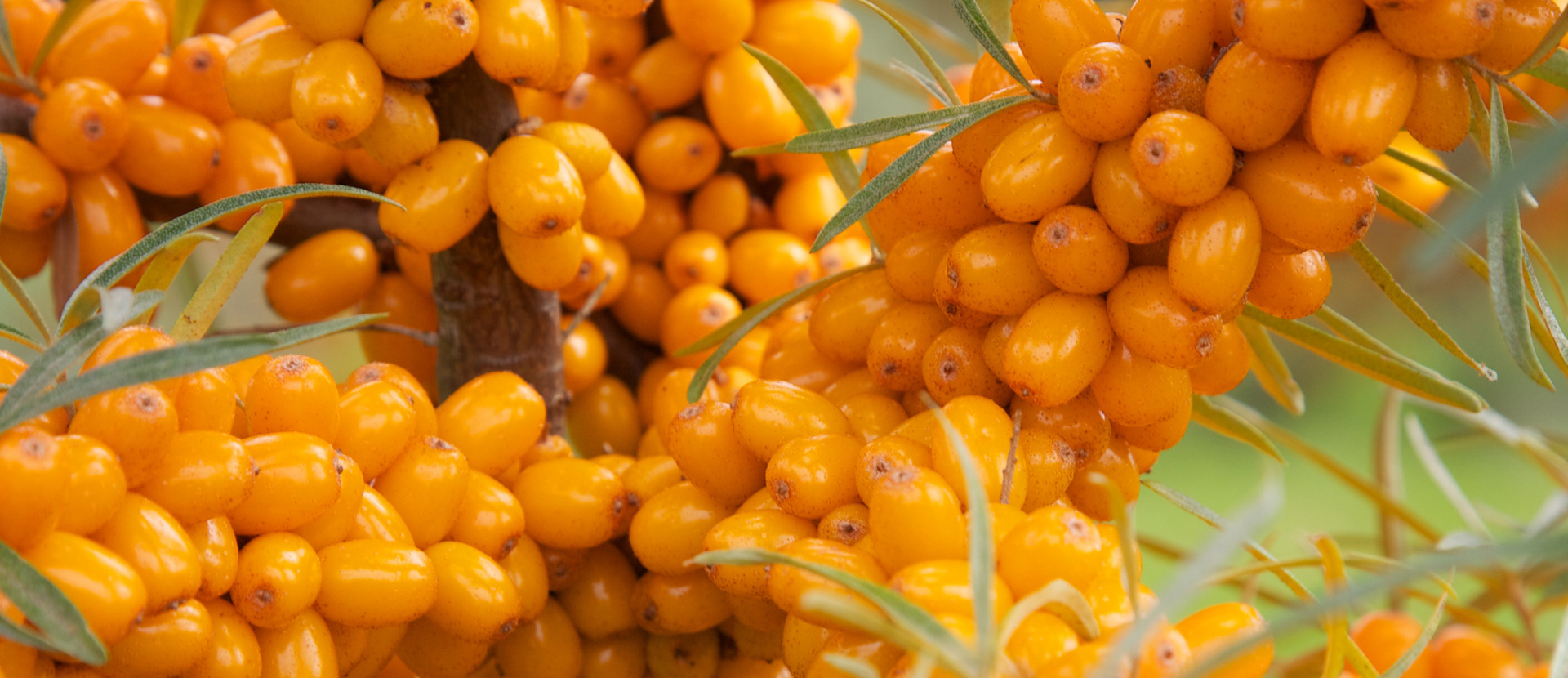 Høstet - Havtorn Bornholm - Bornholm